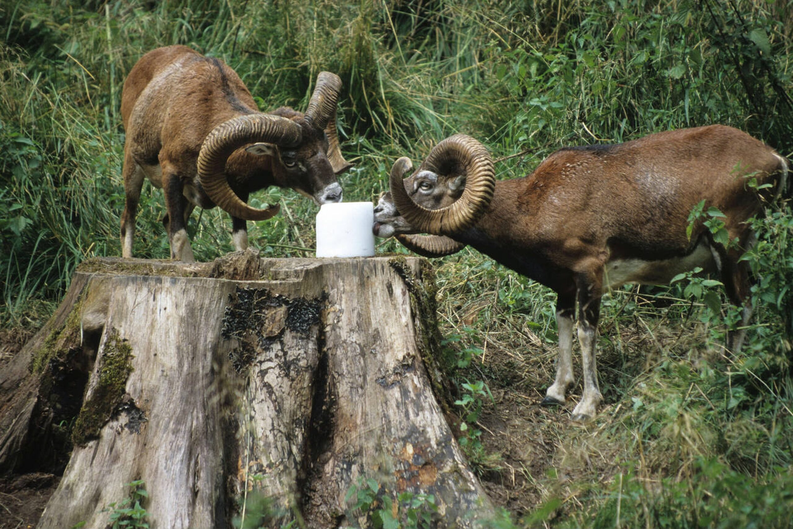 Do Animals Need Salt Licks? Exploring Their Health Benefits | Tanveer ...